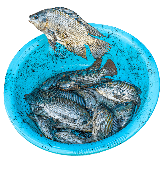 Donate A Fish Farm | World Vision Gifts